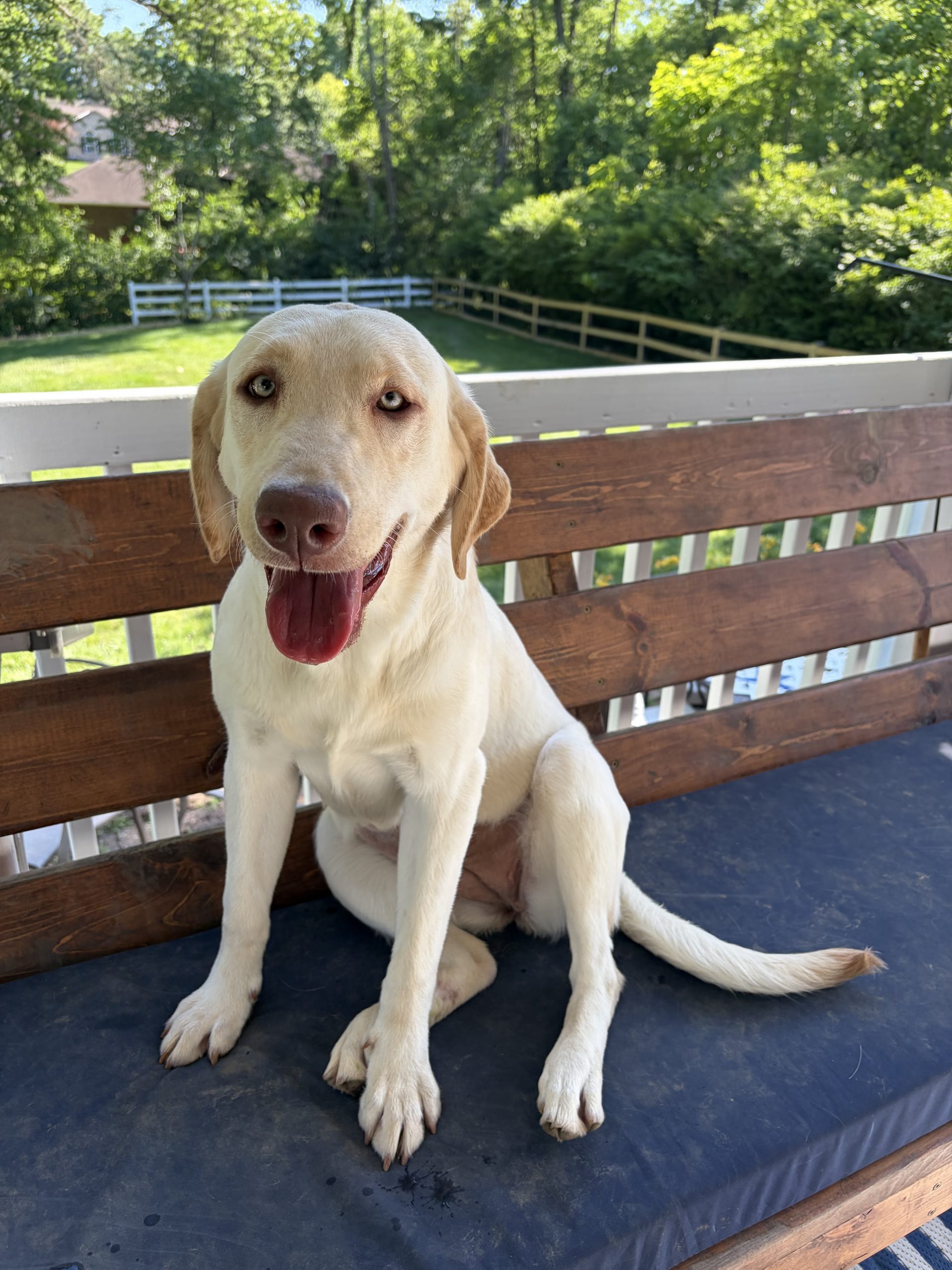 Lemon - Cincinnati Lab Rescue