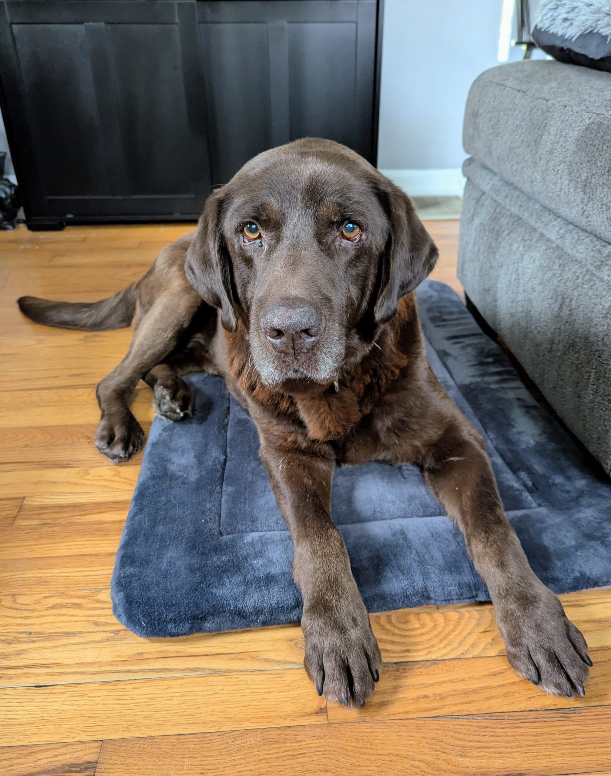 Buster Brown - Cincinnati Lab Rescue