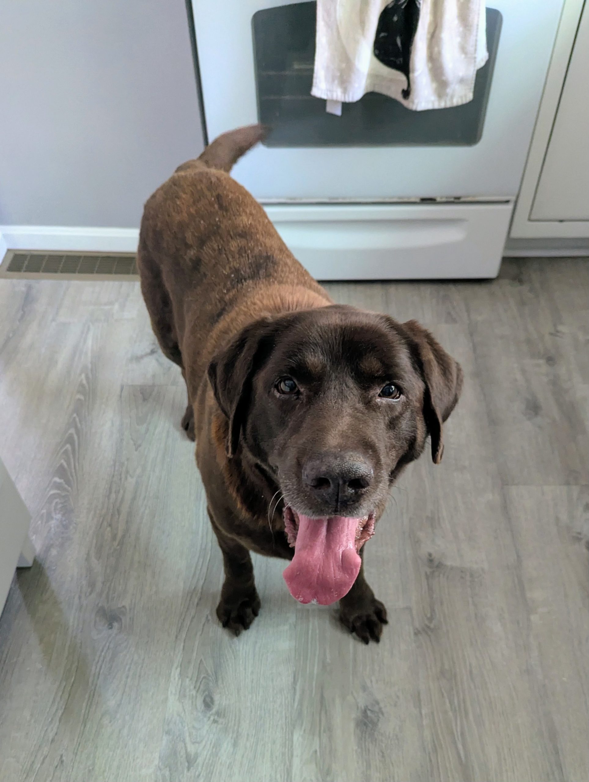 Buster Brown - Cincinnati Lab Rescue